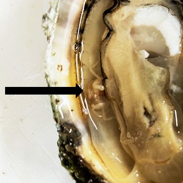 Florida Oceanographic Society | Pea Crabs
