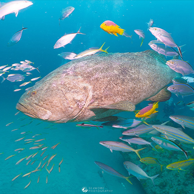 Florida Oceanographic Society | Evading Extinction in the Anthropocene ...