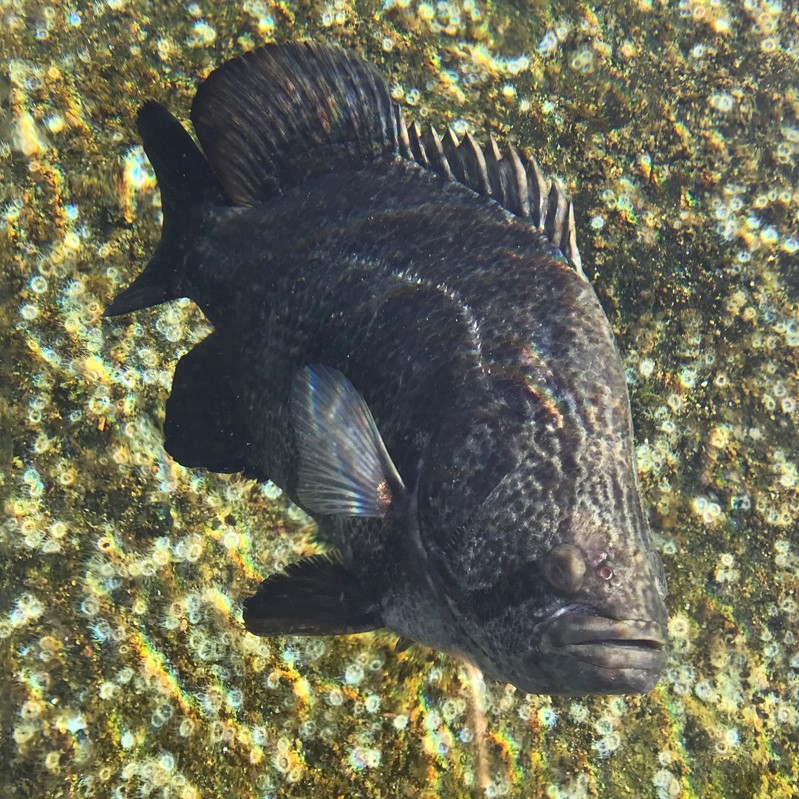 Fish Cam | Florida Oceanographic Society