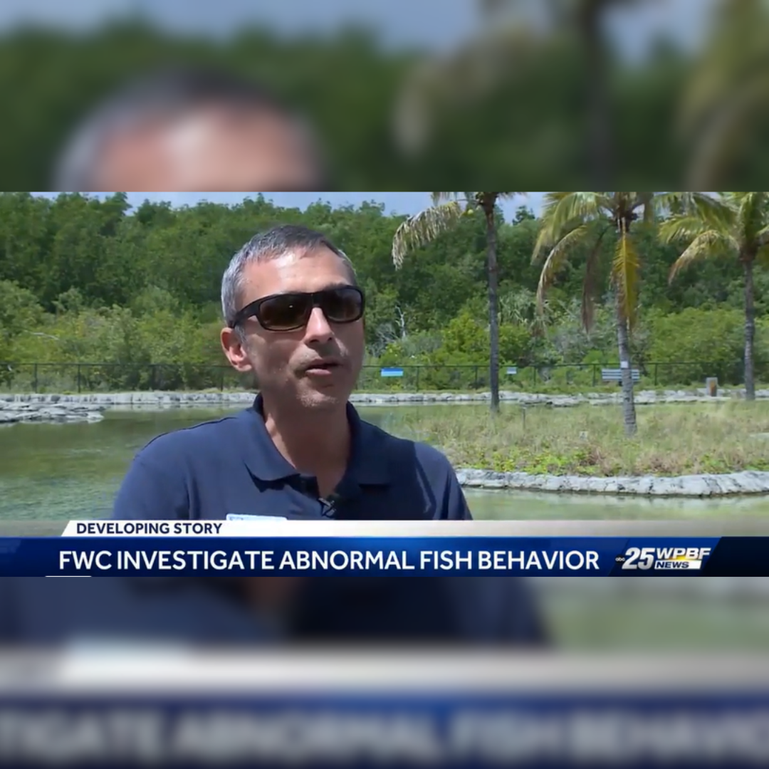 Florida Oceanographic Society | Spinning fish? No, it's not normal, but ...