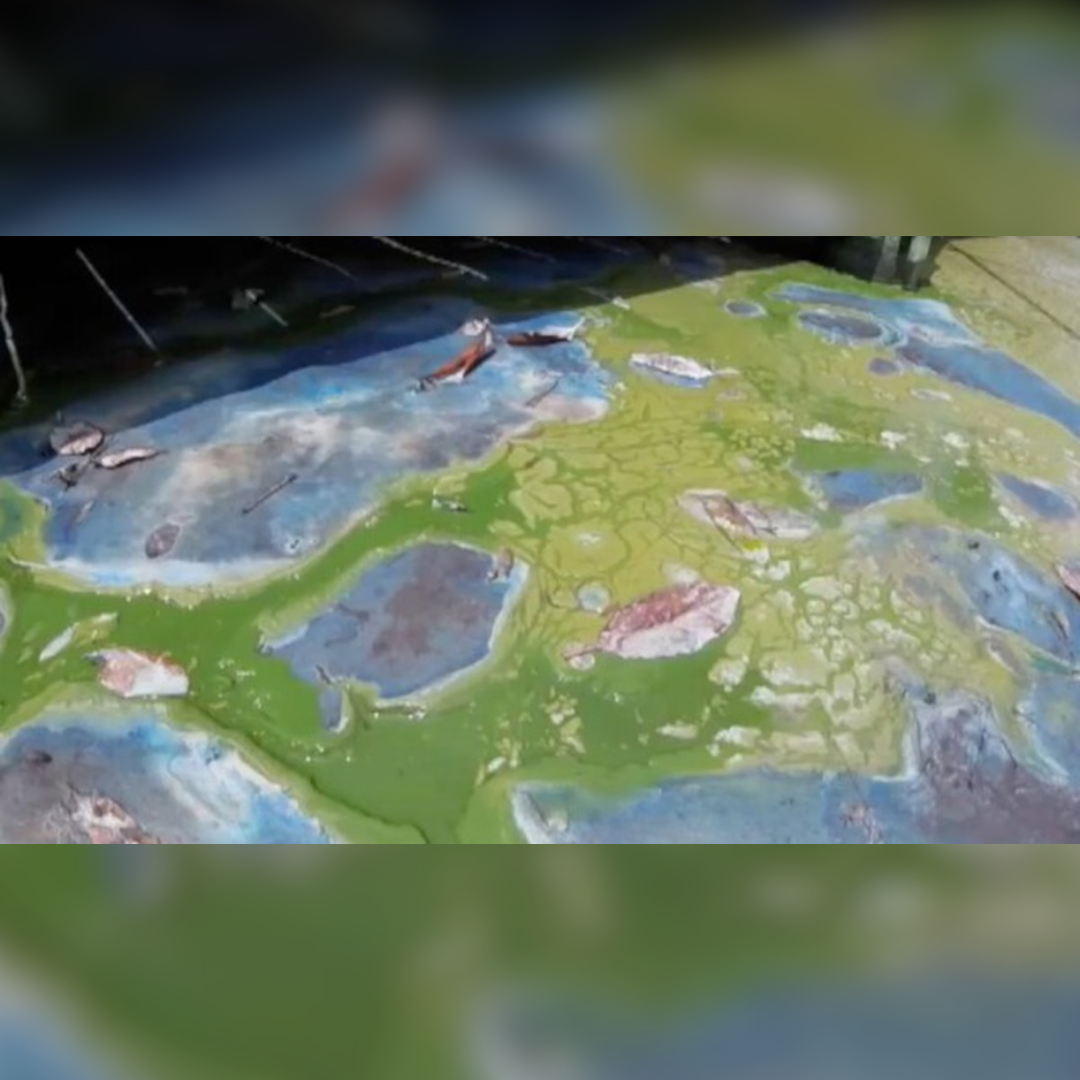 Florida Oceanographic Society | Calls to limit discharges from Lake ...